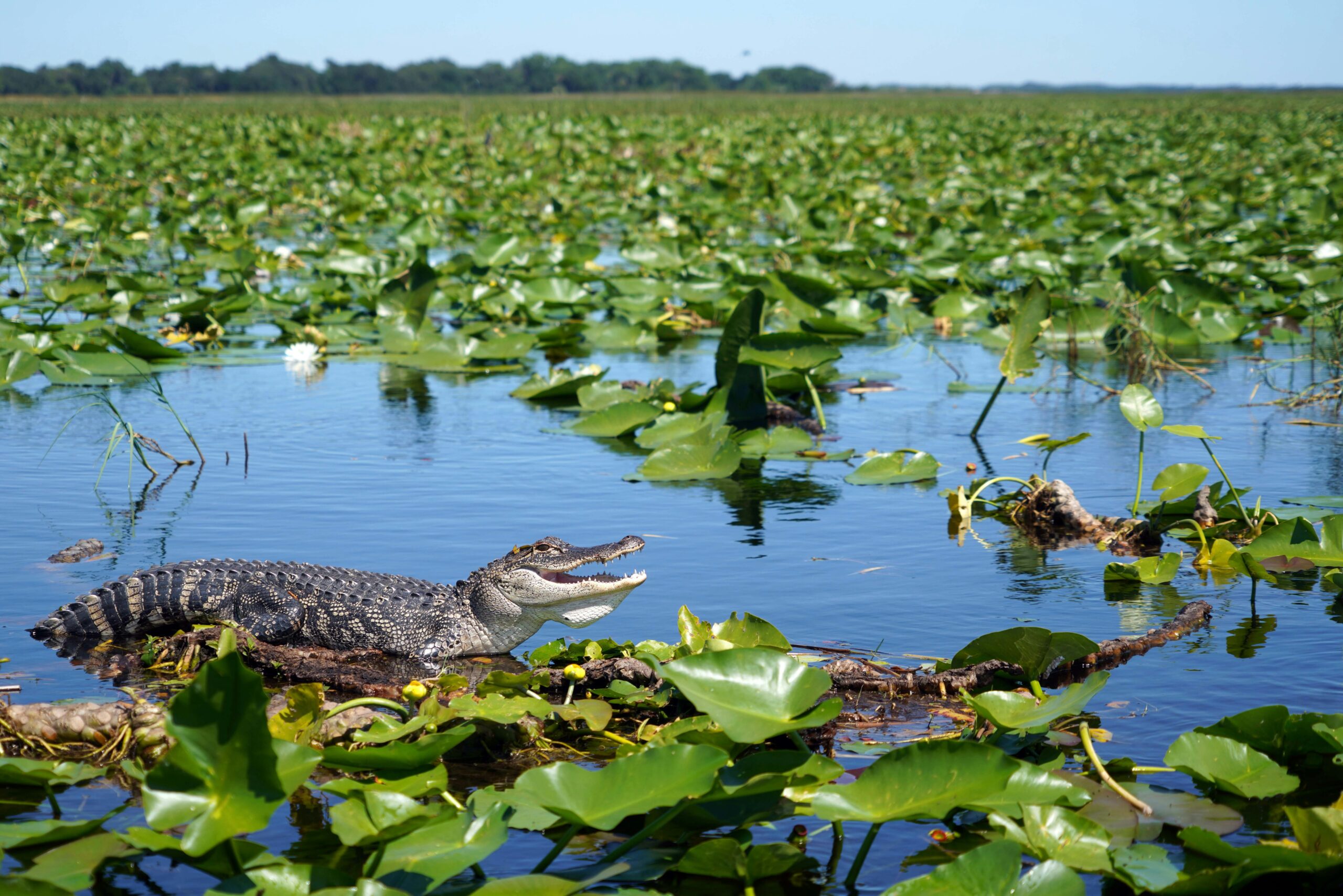 Top 7 Must-Do Activities in Everglades National Park for First-Time ...
